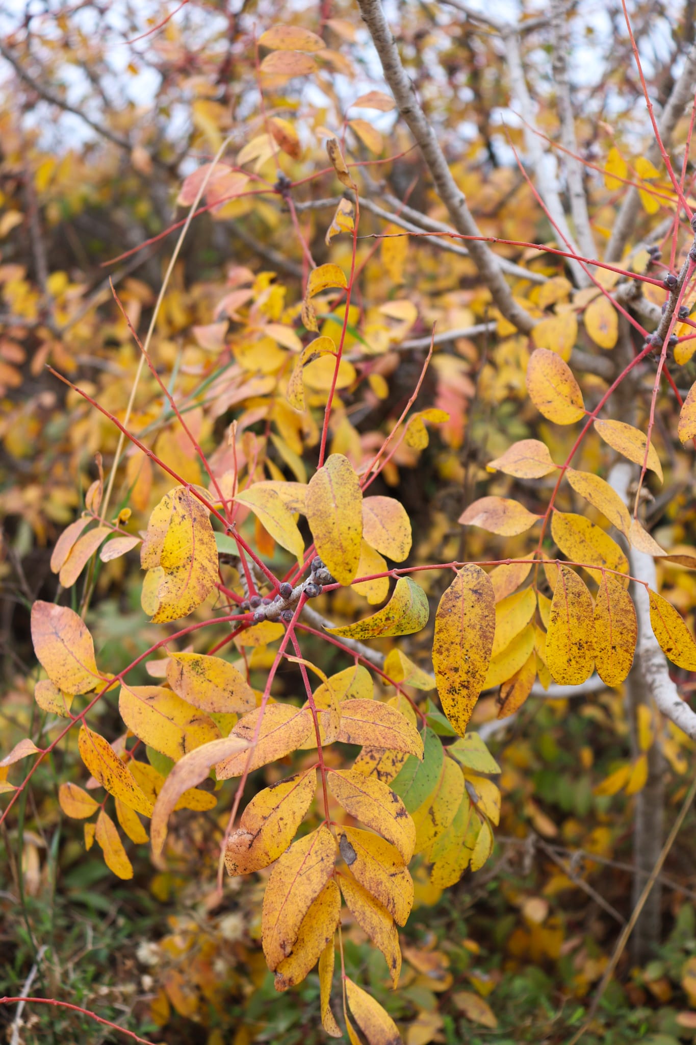 Plants and Prophets Part 2: The Terebinth - Hiking the Holyland