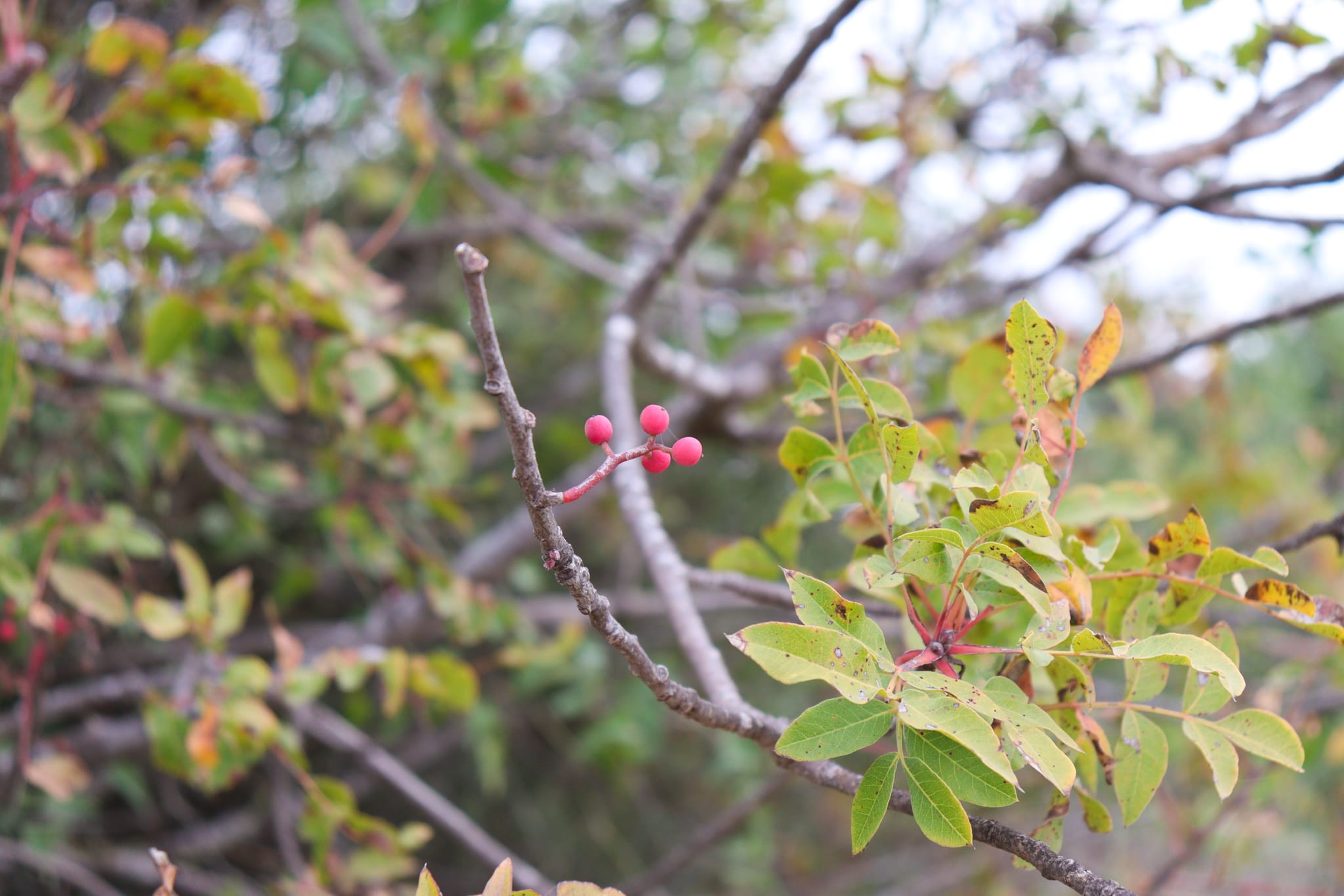 Plants and Prophets Part 2: The Terebinth - Hiking the Holyland