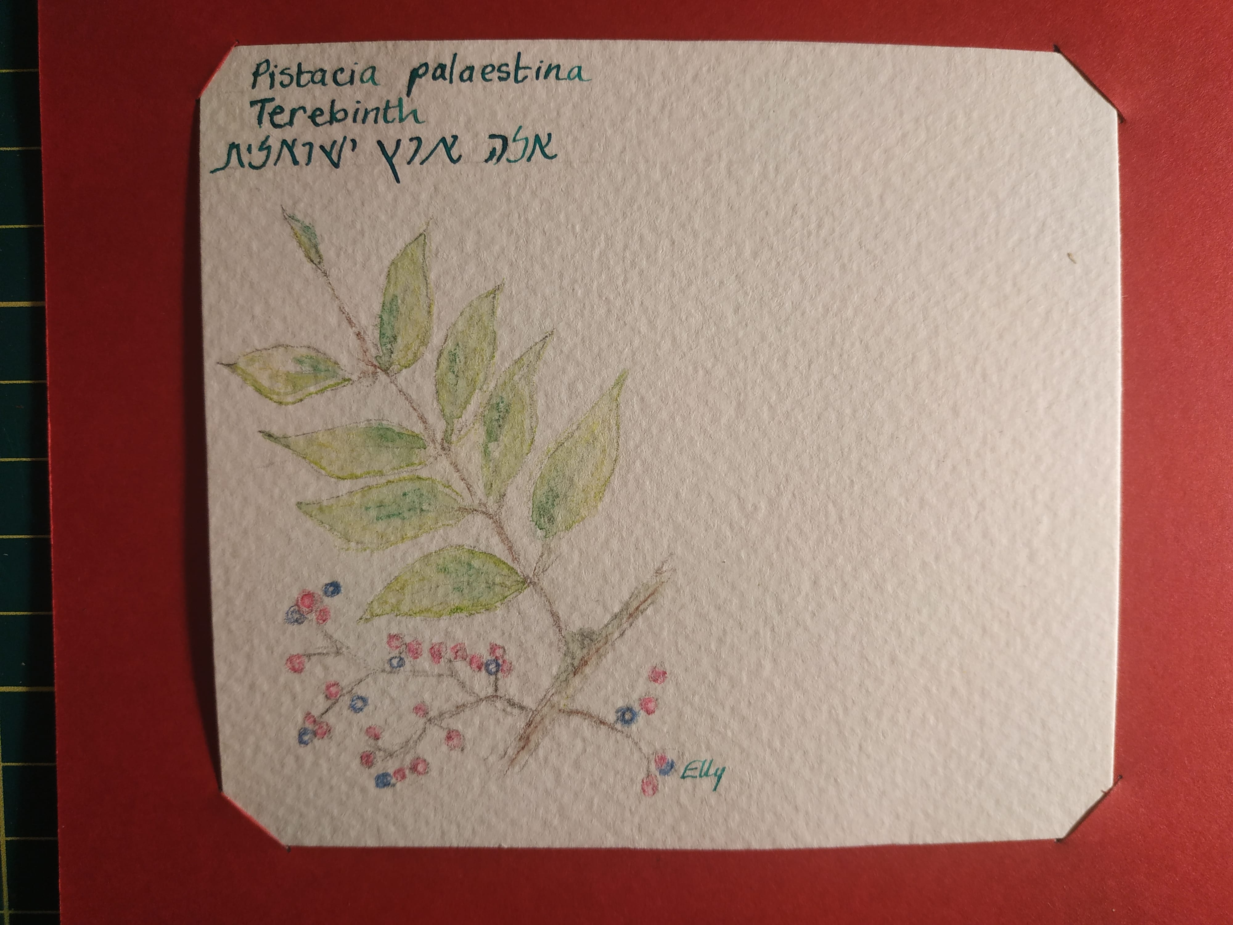 Plants and Prophets Part 2: The Terebinth - Hiking the Holyland