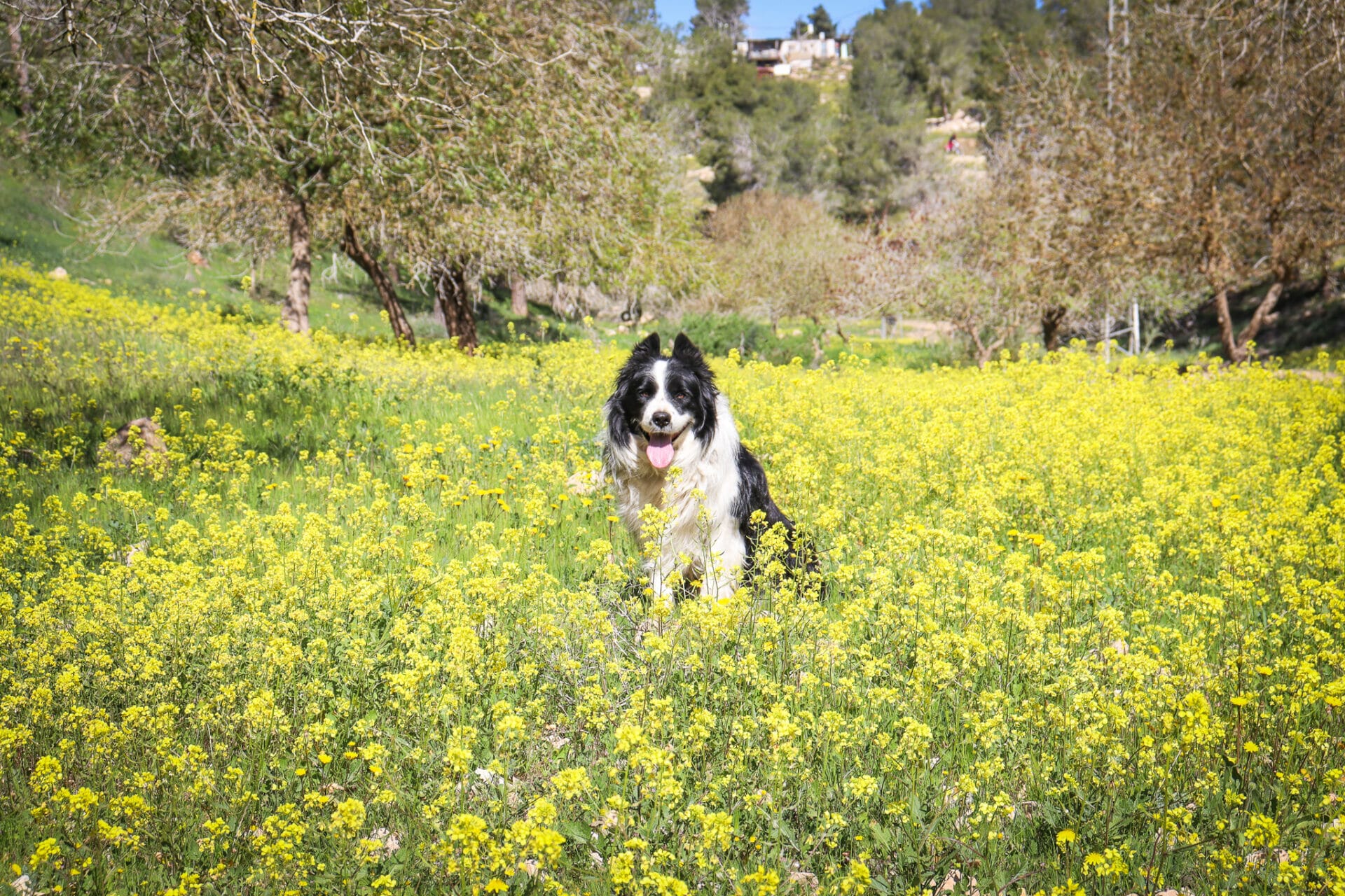 Sansana Forest Flower Filled Trail - Hiking the Holyland
